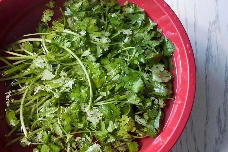 How to Store Cilantro to Keep It Fresh for Weeks