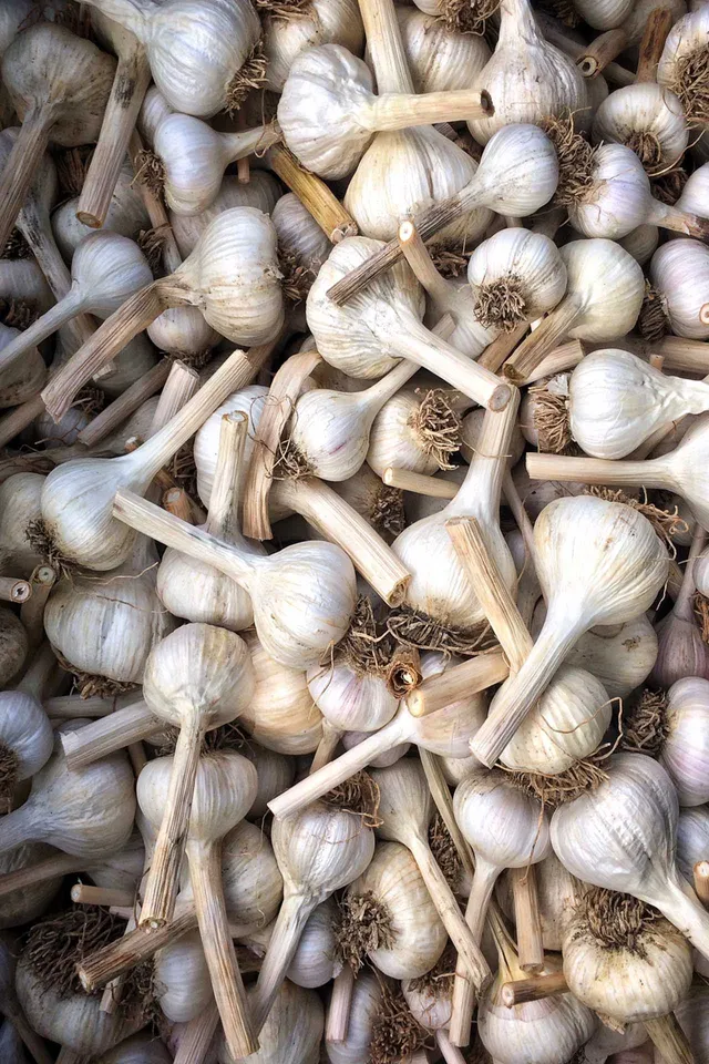 How to Store Garlic: The Ultimate Long-Term Storage Guide